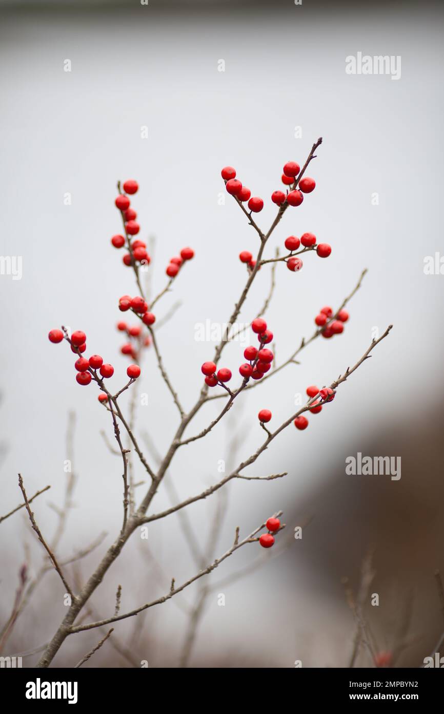 A vertical closeup of a branch of winterberry (Ilex verticillata ...