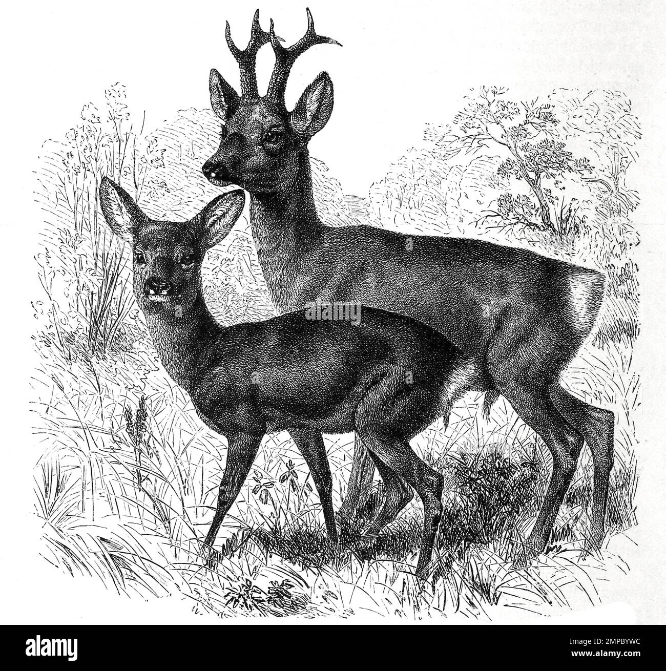 Reh und Rehbock, Capreolus capraea, Historisch, digital restaurierte ...