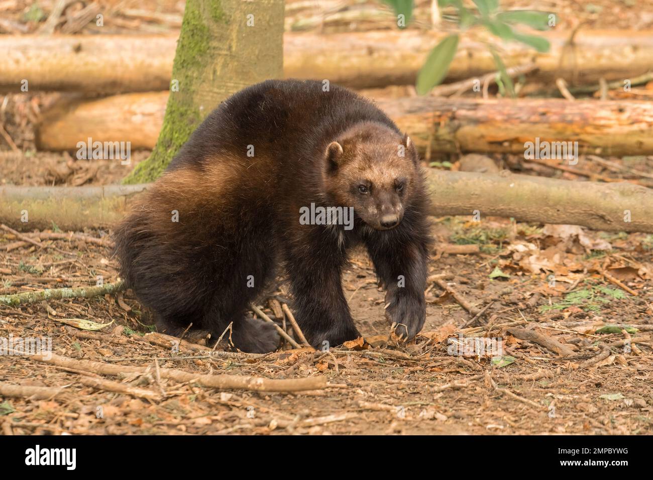Adult Wolverine (Gulo gulo) sat looking to the right, Cotswald Wildlife ...