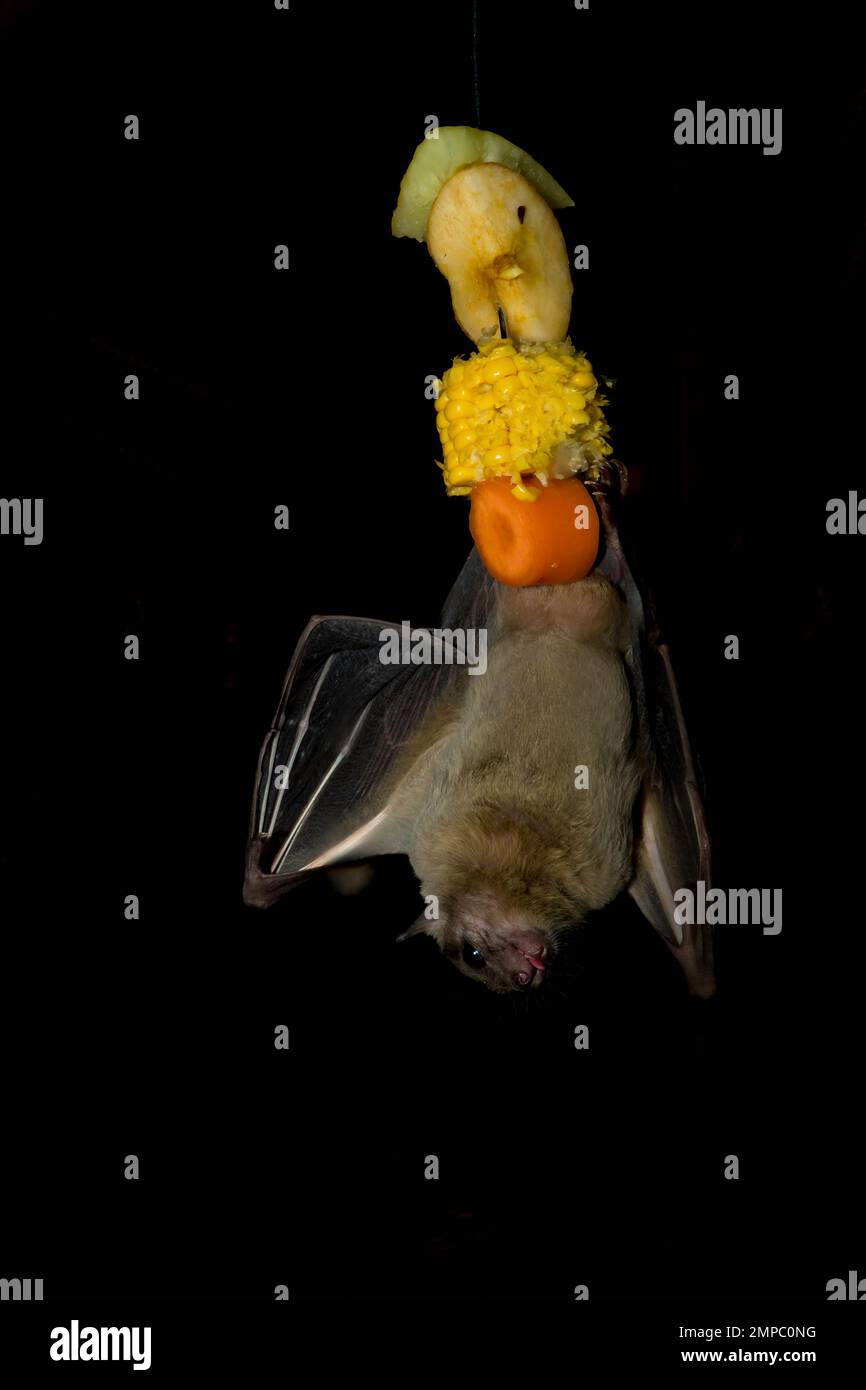 Egyptian fruit bat (Rousettus aegyptiacus) also known as Egyptian ...