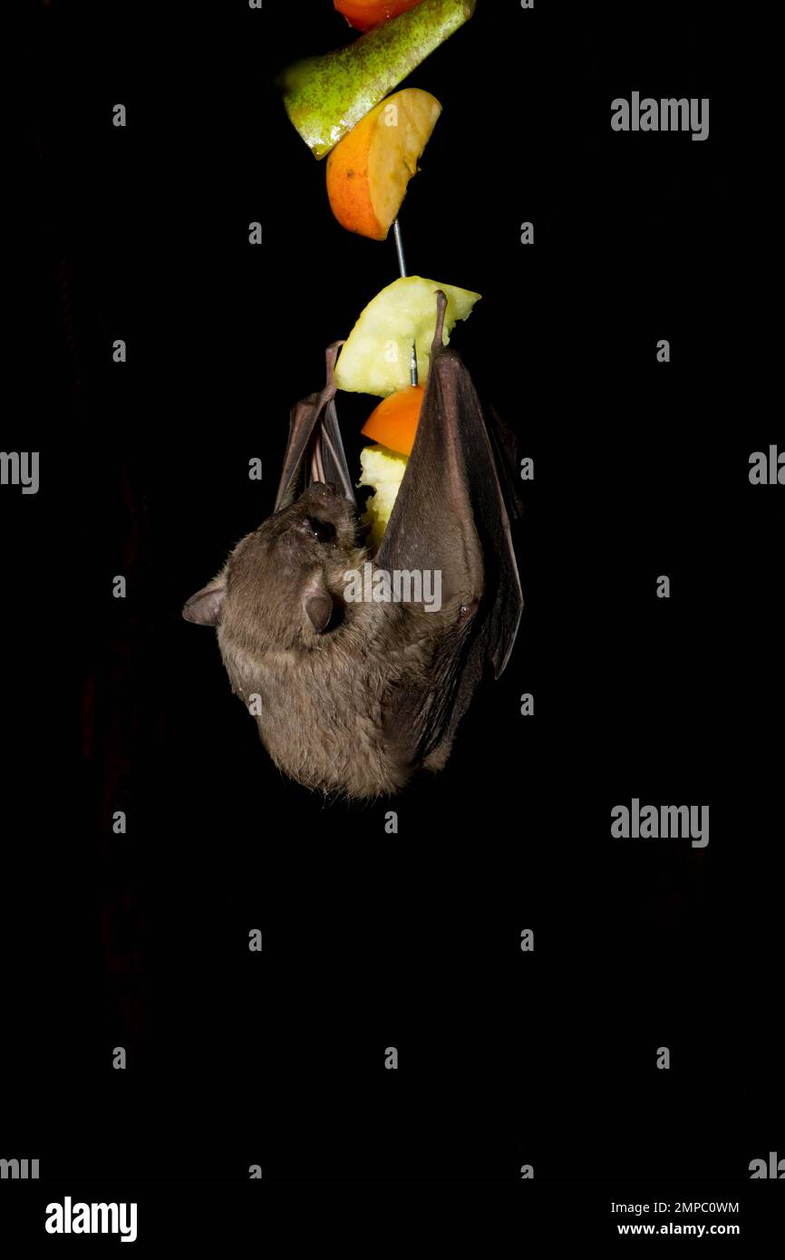 Egyptian fruit bat (Rousettus aegyptiacus) also known as Egyptian ...