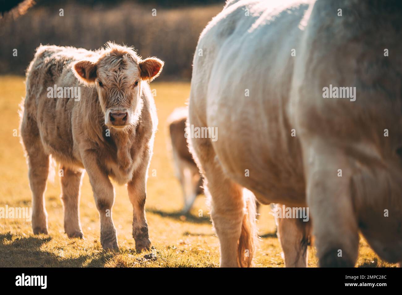 A scenic closeup of cute cattle in a green field Stock Photo - Alamy