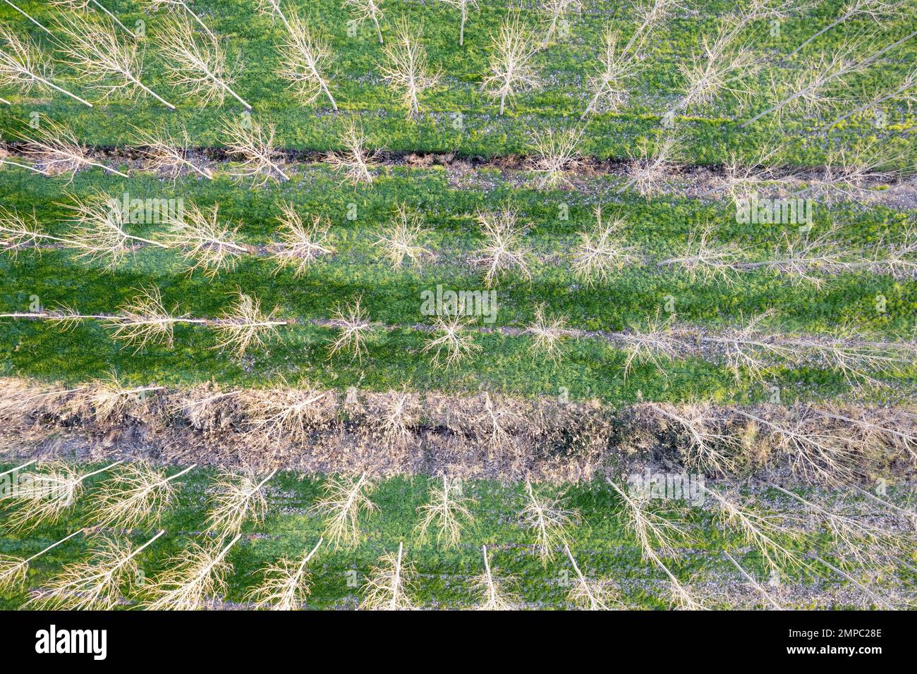 Aerial documentation of a new poplar plantation for paper production ...