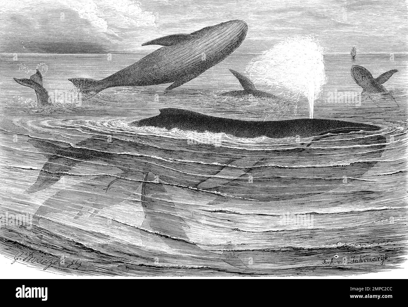 Buckelwal, Megaptera novaeangliae, ein oft in Küstennähe vorkommender ...