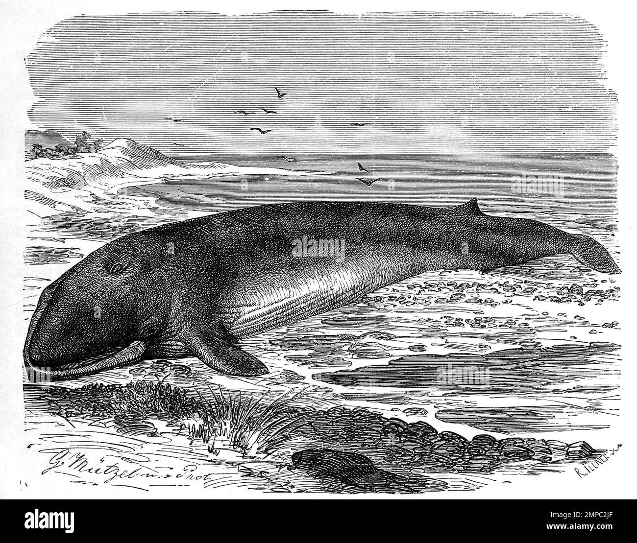 Finnwal, Balaenoptera physalus, eine Art der Furchenwale, Historisch ...