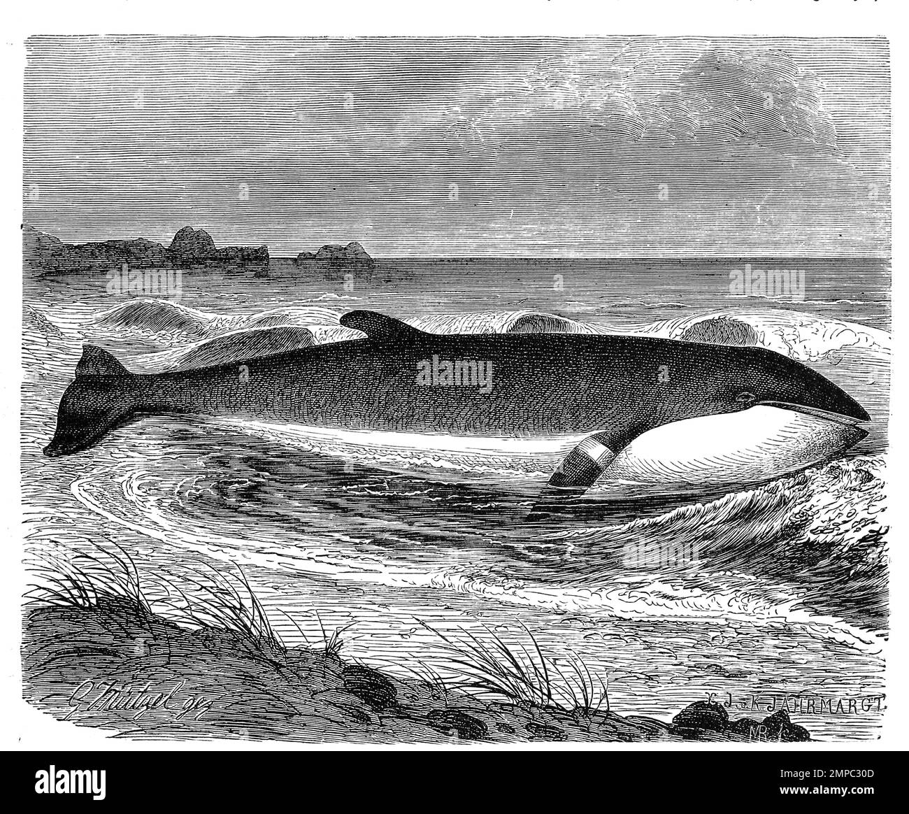 Zwergwal, Minkwal oder Minkewal, Balaenoptera acutorostrata, in ...