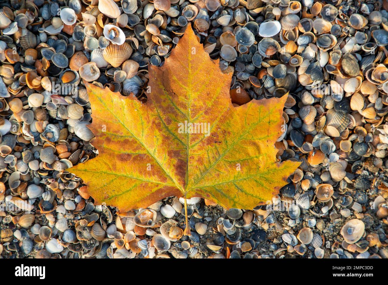 A top view of a yellowed leaf on seashells, water splash Stock Photo ...