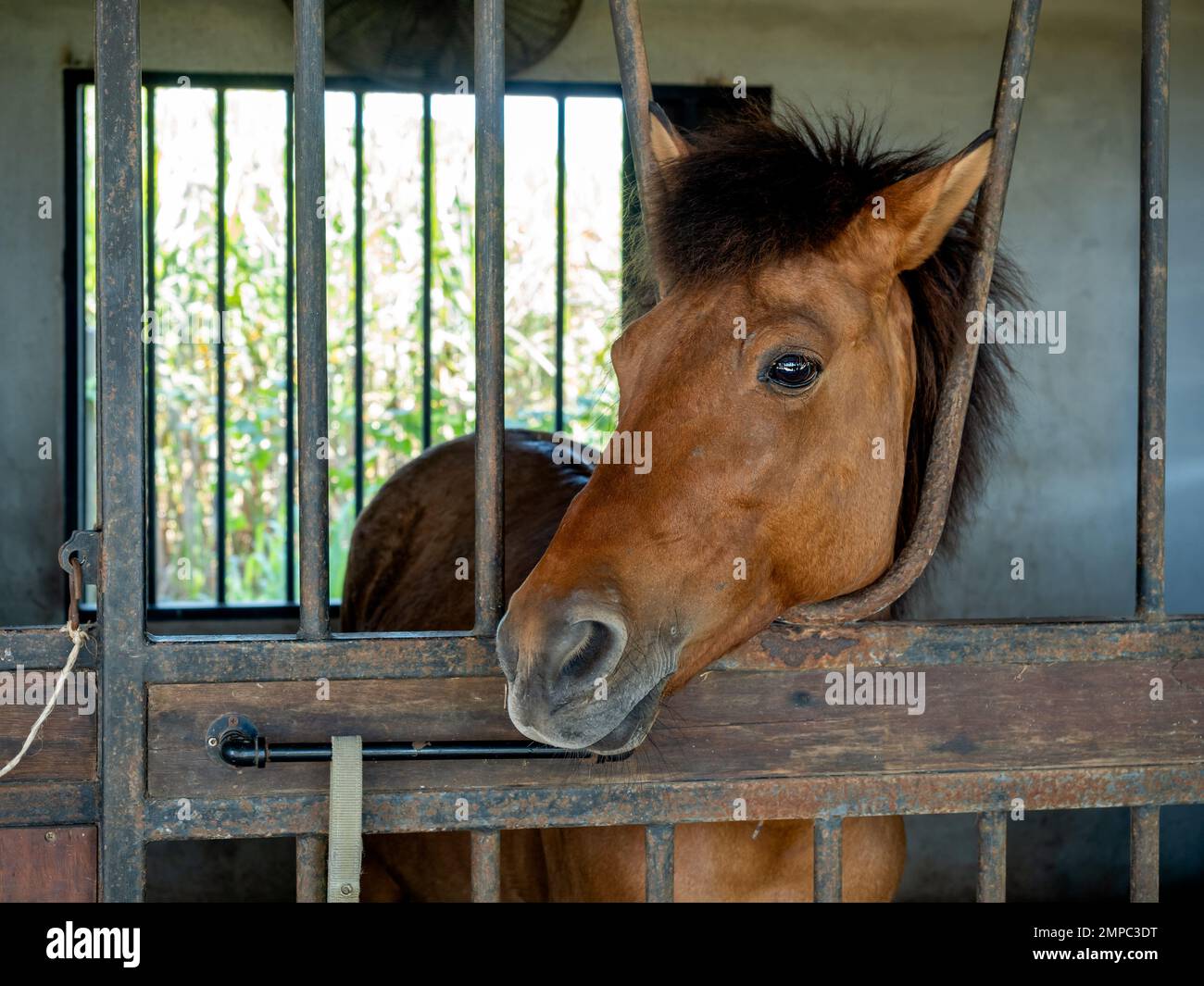 Brown horses standing in stall, locked cage in the room building. Horse ...