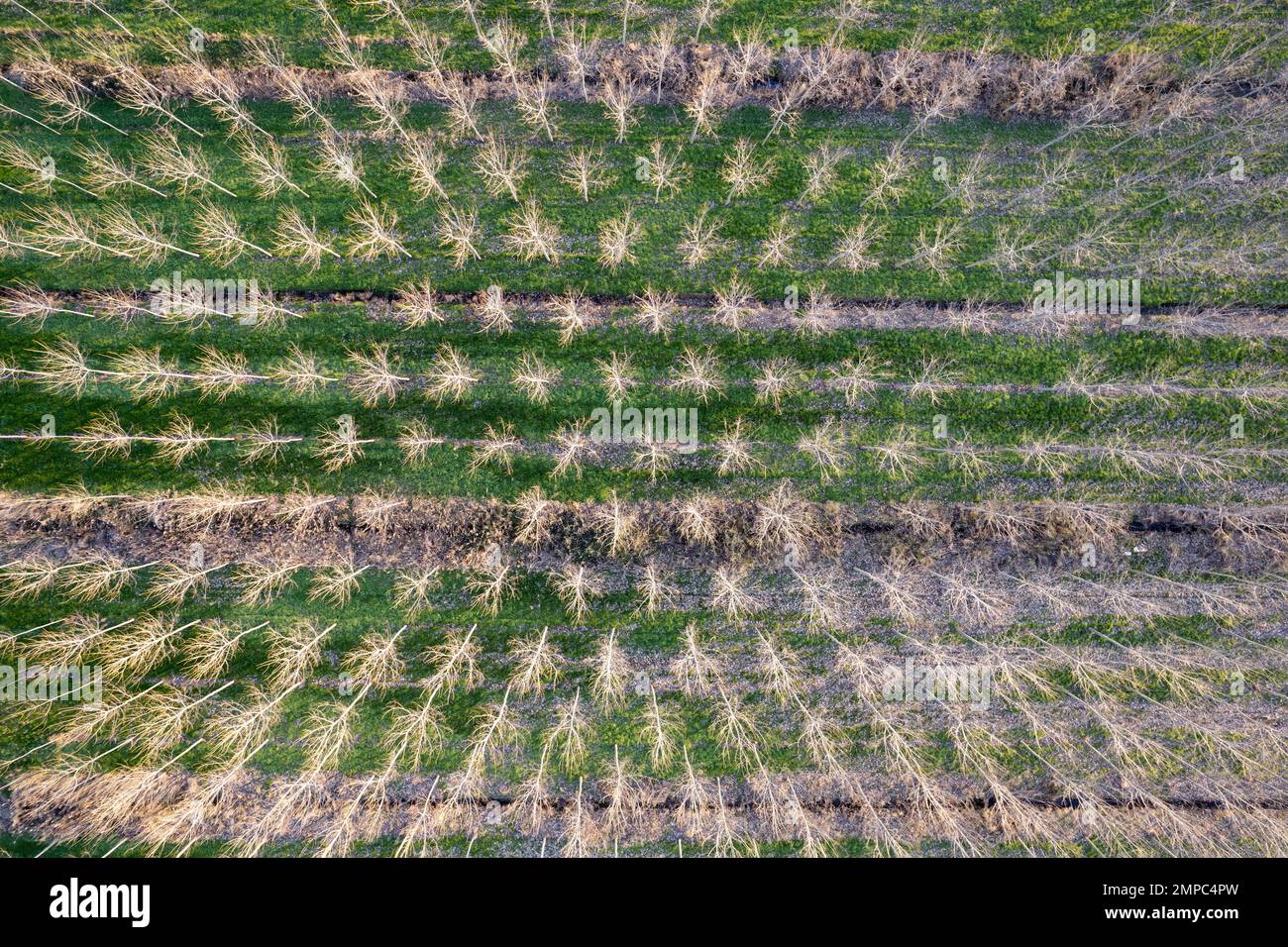 Aerial documentation of a new poplar plantation for paper production ...