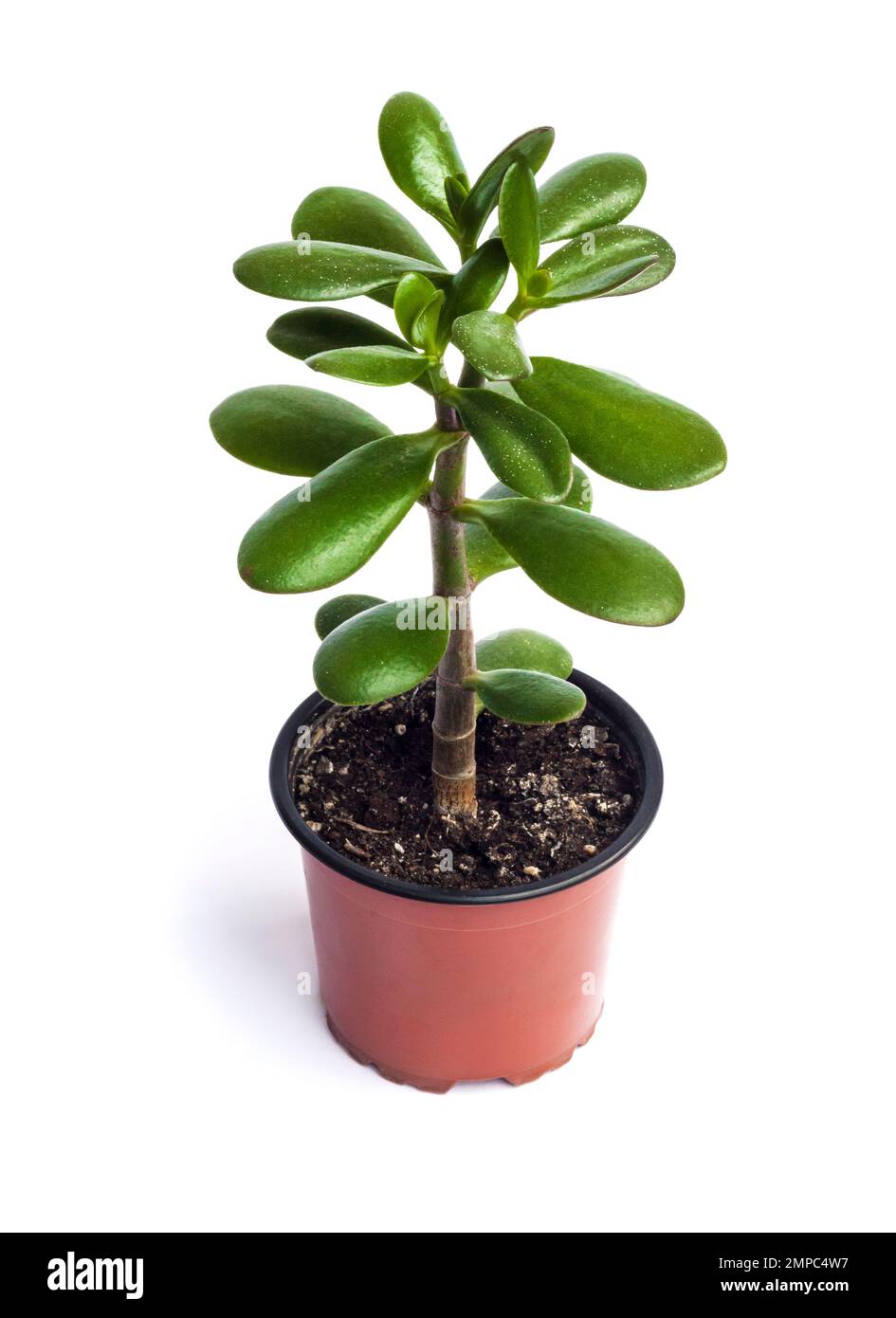 Jade plant (Crassula ovata) in a flower pot isolated on white ...