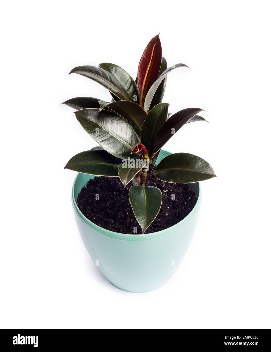 Young Rubber plant (Ficus elastica Melany) in turquoise flower pot ...