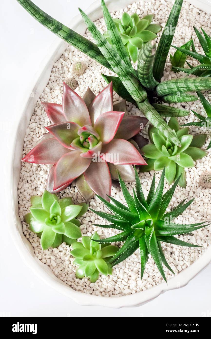 Composition of variety of succulents (Echeveria Red Taurus, Haworthia ...