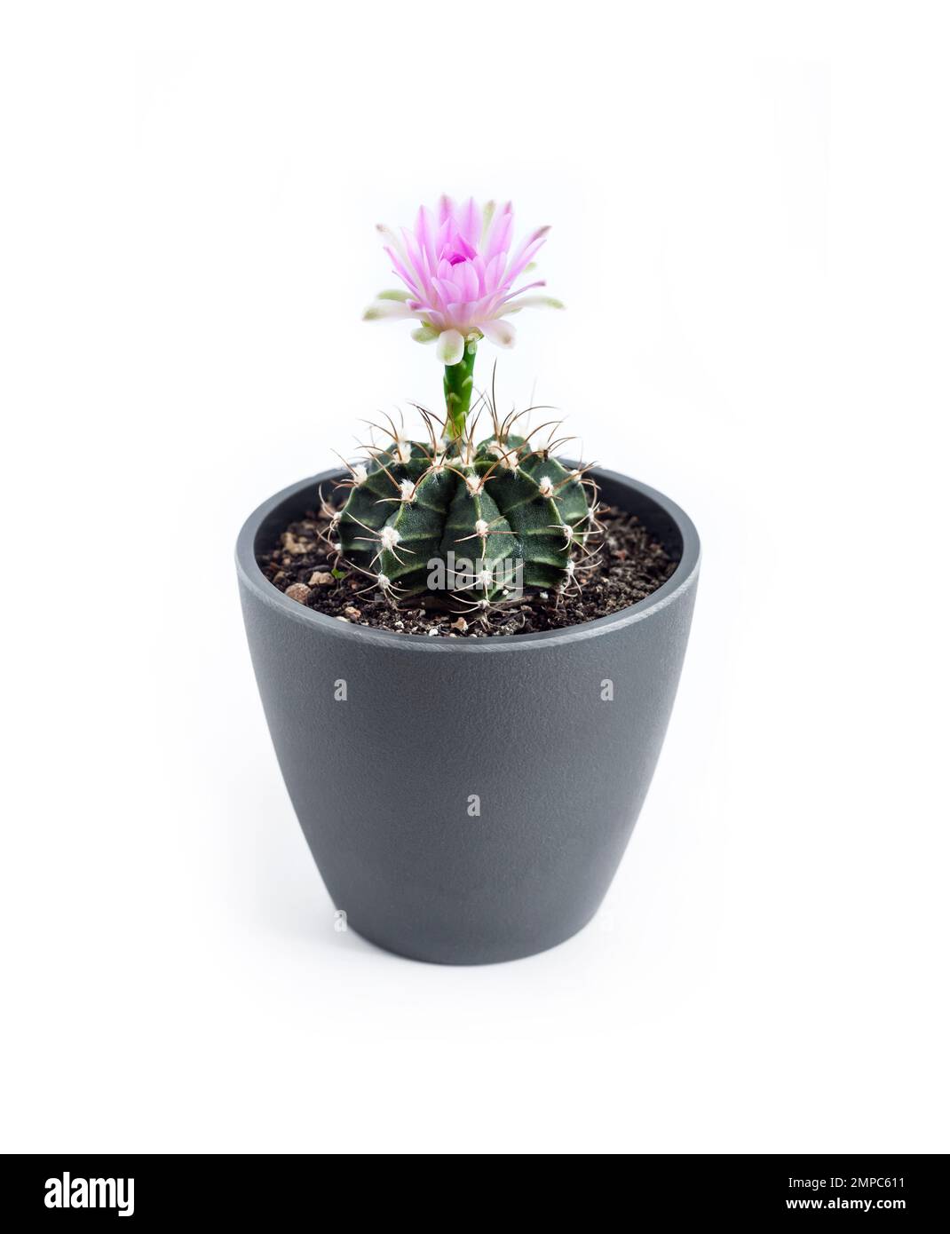 Mammillaria cactus in a pot isolated on white background Stock Photo - Alamy