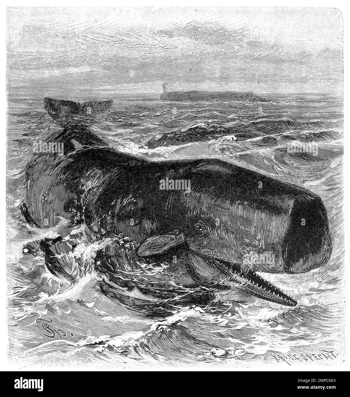 Wal zeichnung hi-res stock photography and images - Alamy