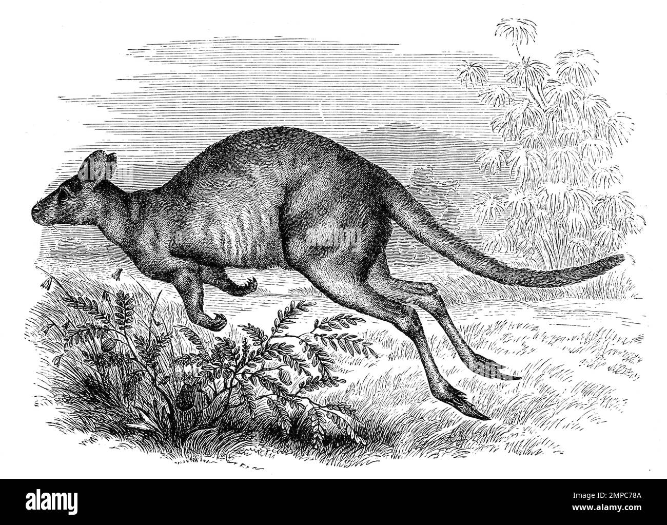 Rothalsfilander, Thylogale thetis, eine Känguruart aus der Gattung der ...