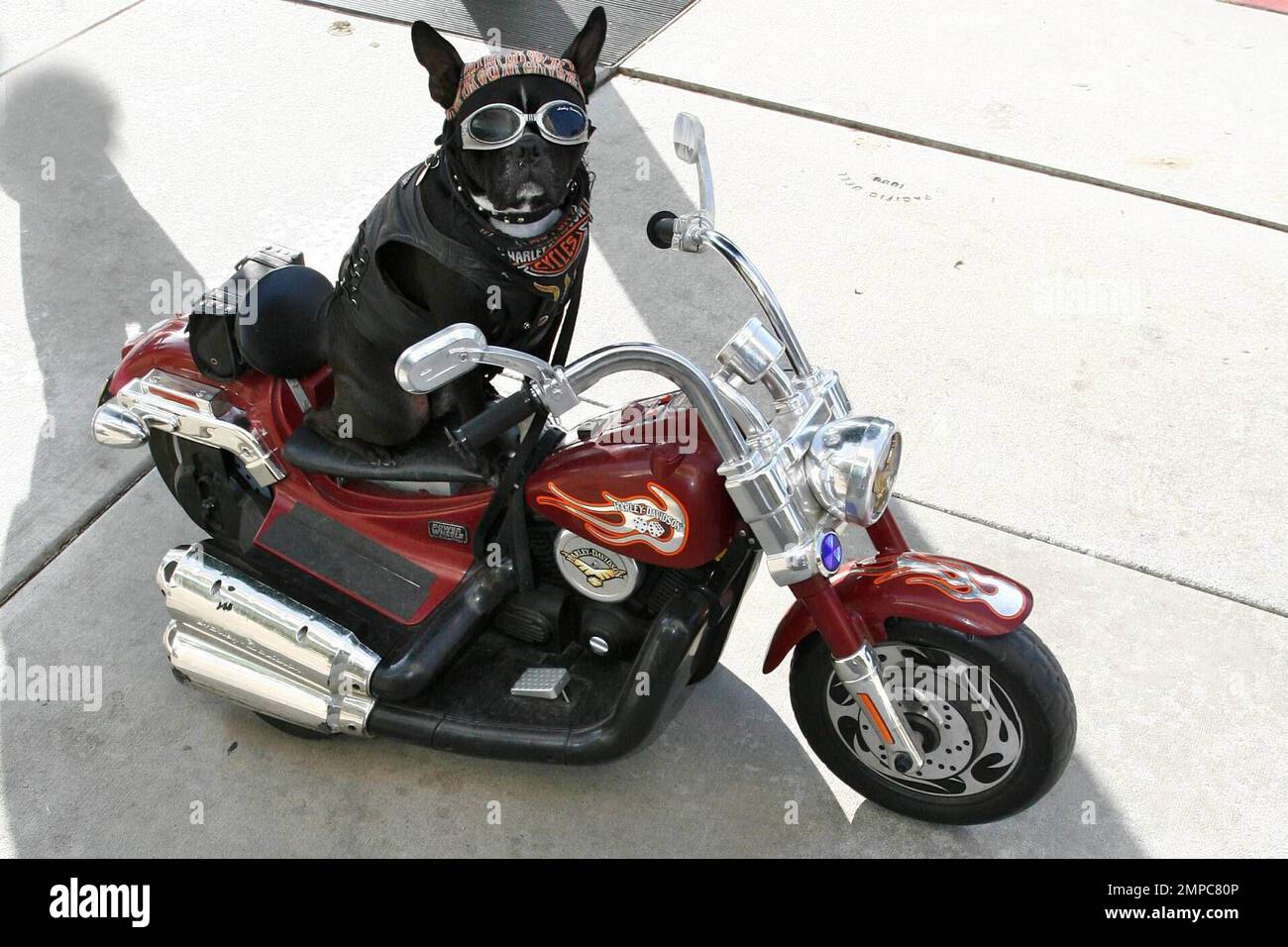Bandit the motorcycle-riding dog burns rubber on Robertson Blvd. in ...