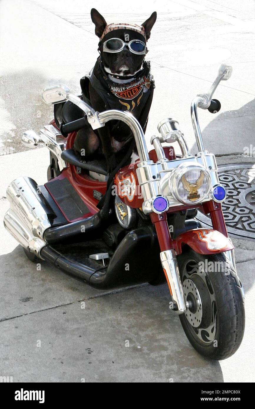 Bandit the motorcycle-riding dog burns rubber on Robertson Blvd. in ...