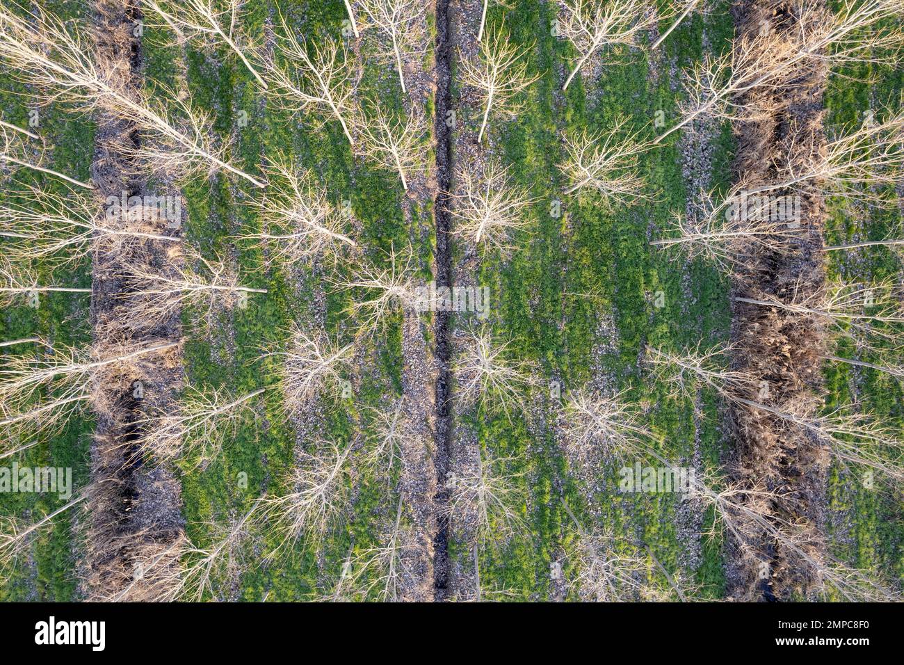 Aerial documentation of a new poplar plantation for paper production ...