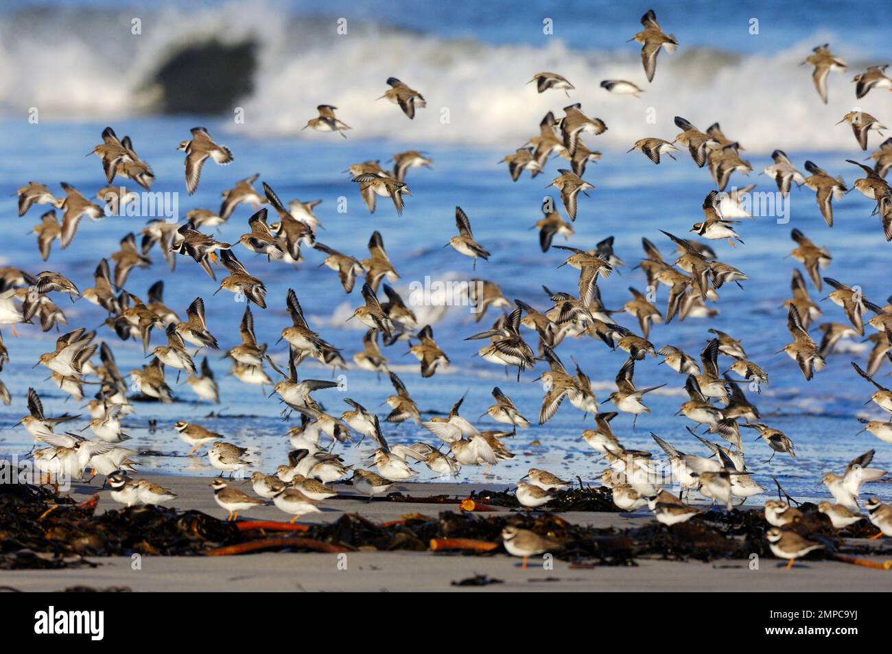 Waders, including dunlin, ringed plover and sanderling landing on a ...
