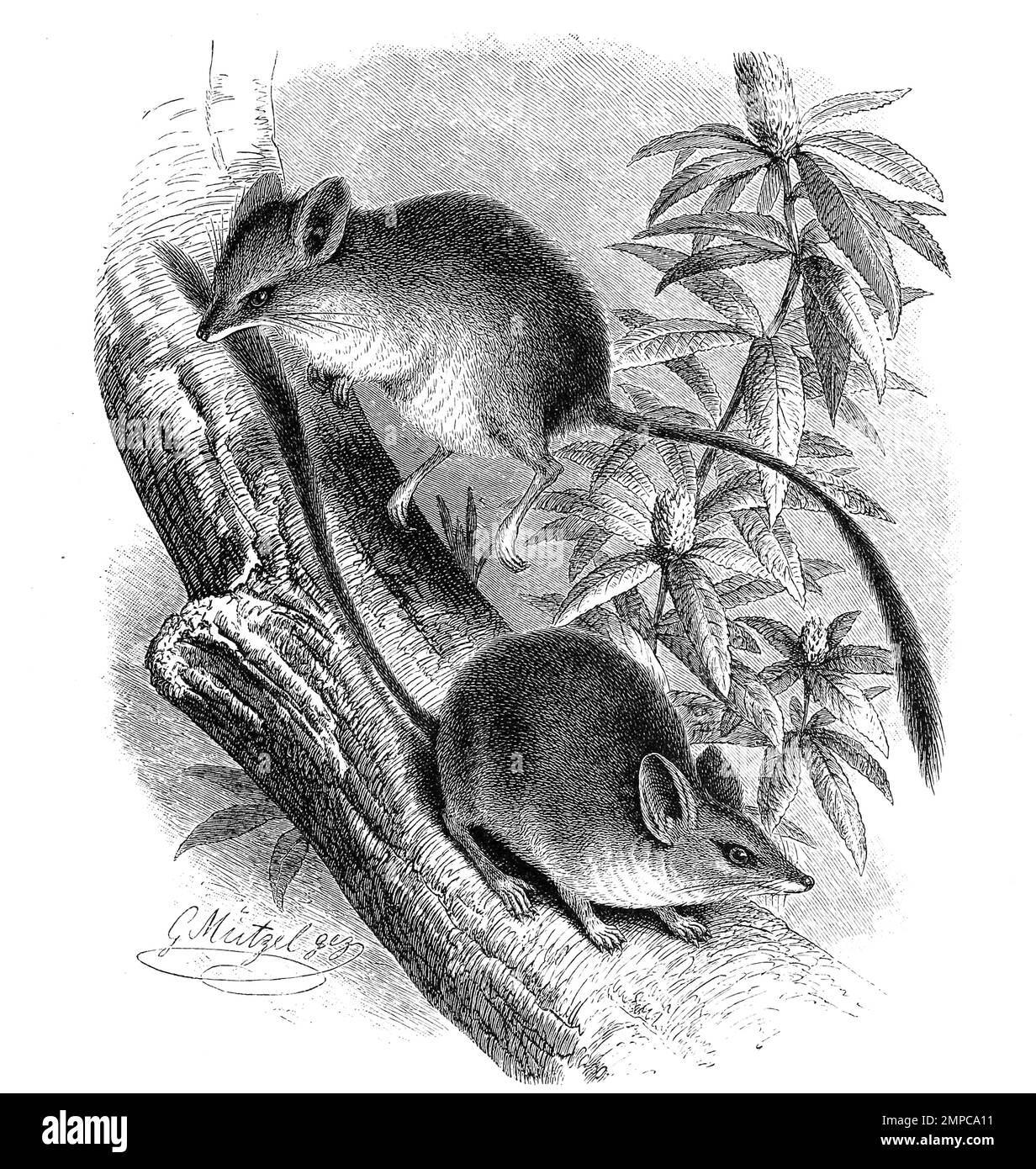 Beutelspringmaus, Antechinomys laniger, Historisch, digital ...