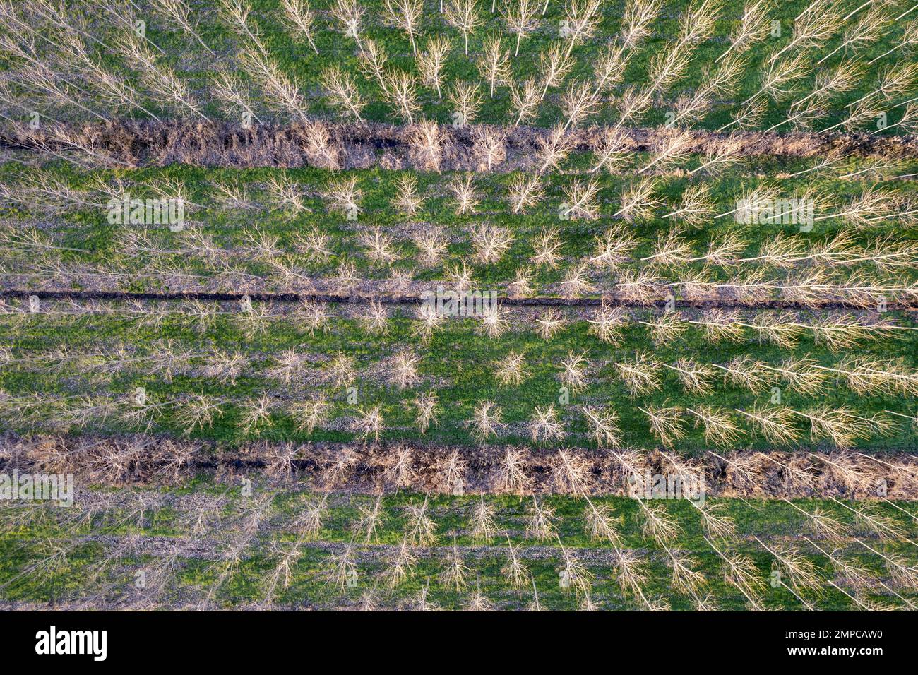 Aerial documentation of a new poplar plantation for paper production ...