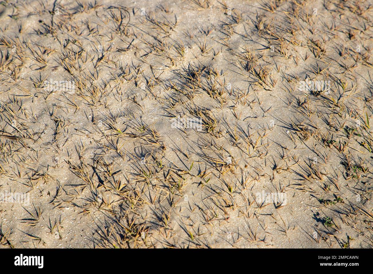 A top view with blades of grass growing from arid dry soil, climate ...