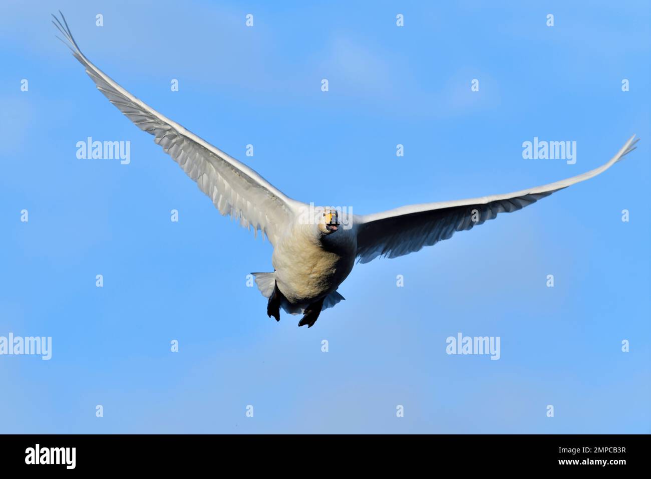 Whooper Swan (Cygnus cygnus) lone bird flying overhead to pond to roost ...