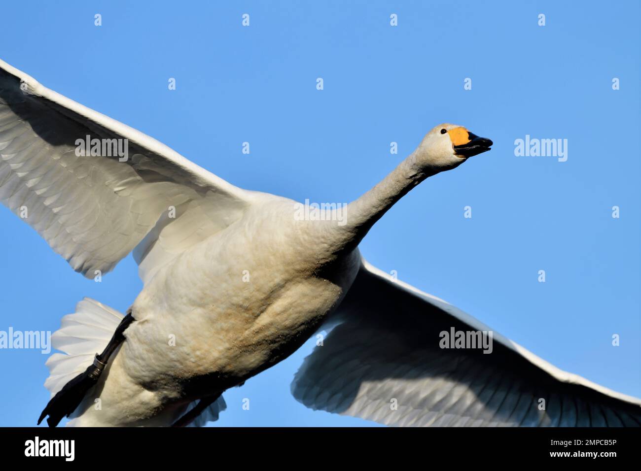 Whooper Swan (Cygnus cygnus) lone bird flying overhead to pond to roost ...