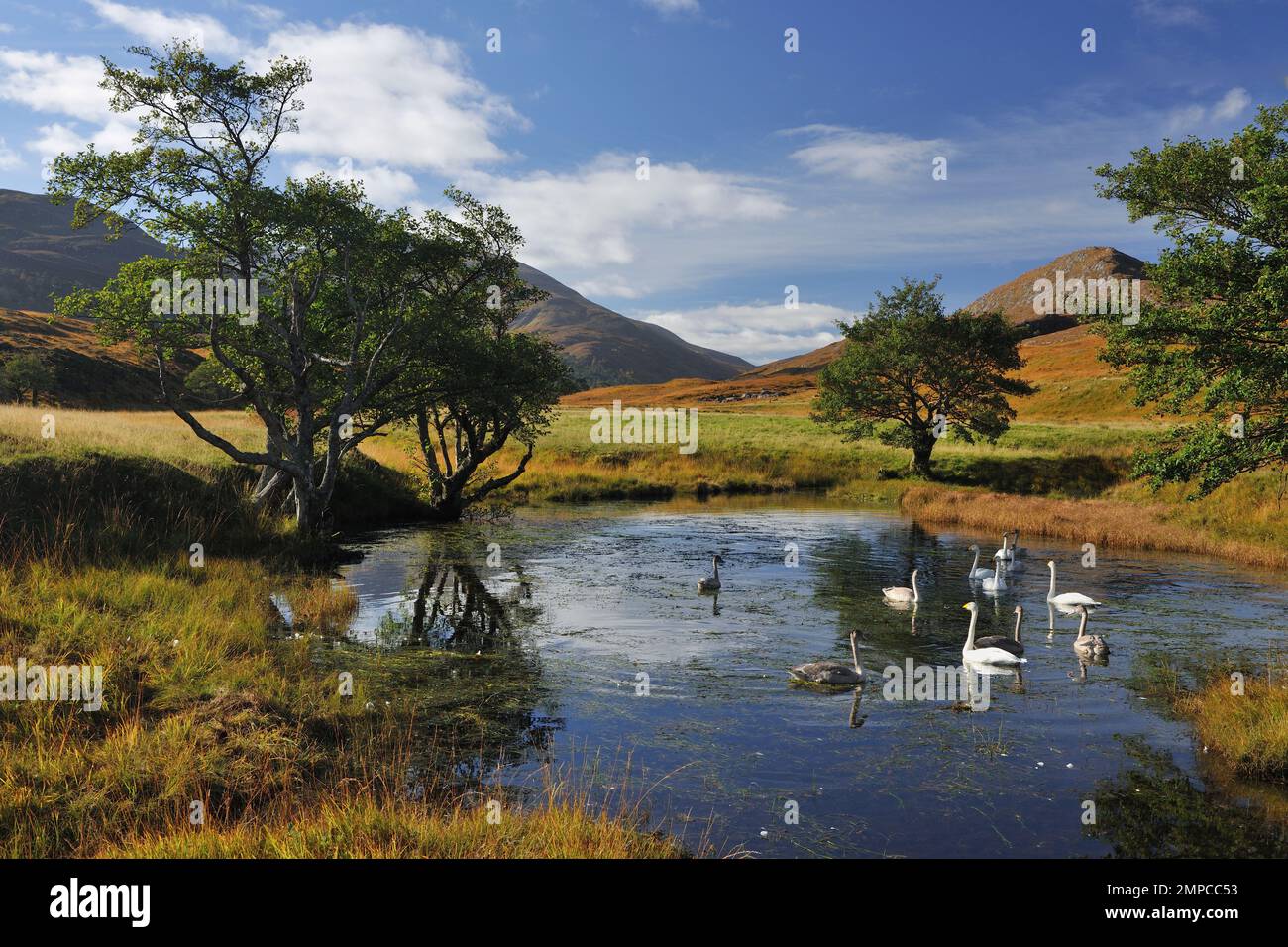 Whooper Swan (Cygnus cygnus) family group of resident breeding birds on ...
