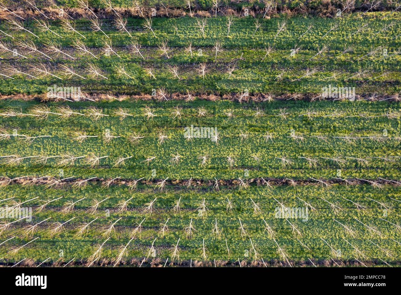 Paper production forest hi-res stock photography and images - Alamy