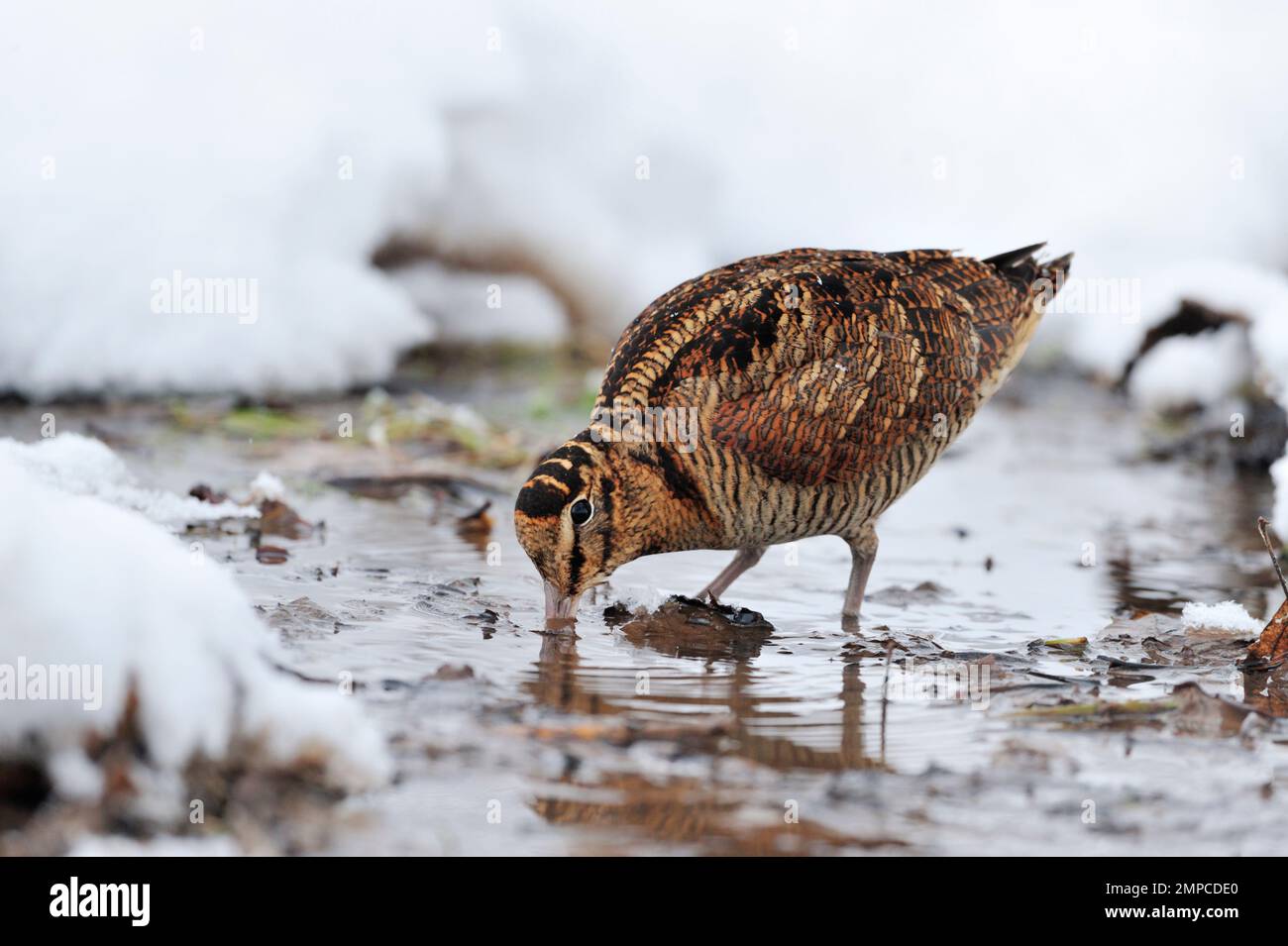 Woodcock (Scolopax rusticola), probing for invertabrate prey in un ...