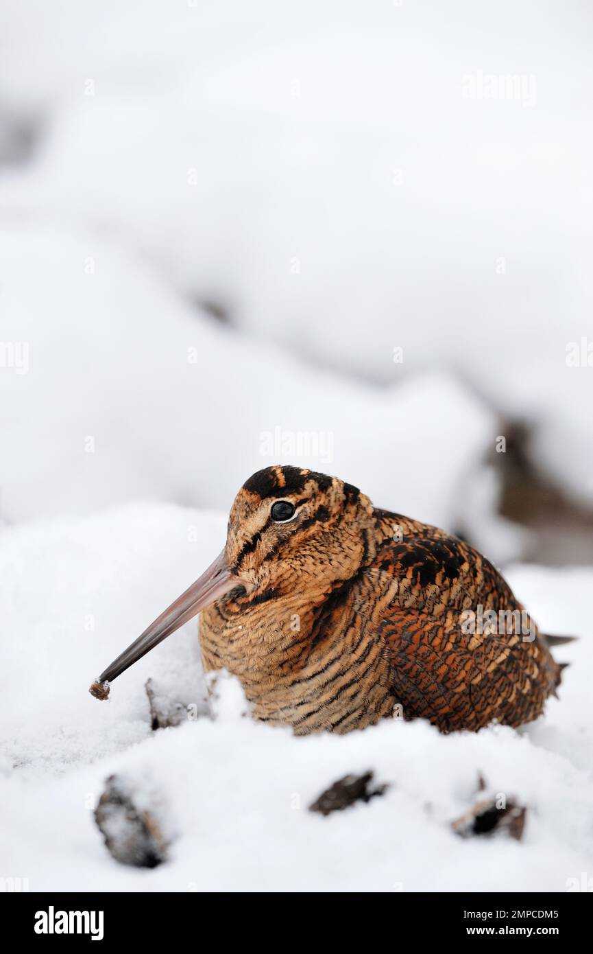 Woodcock (Scolopax rusticola), feeding by probing soft mud for ...