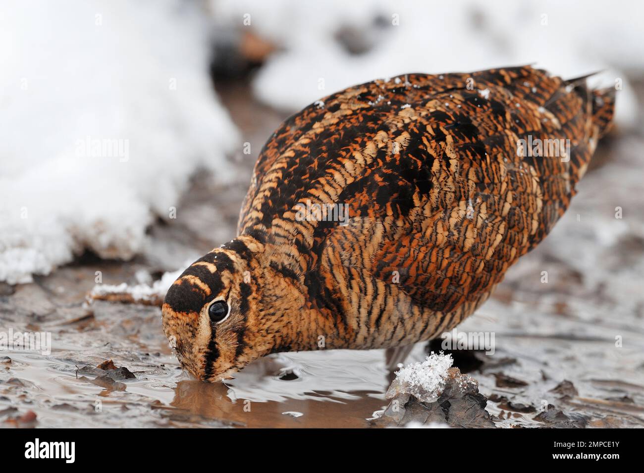 Woodcock (Scolopax rusticola) feeding by probing soft mud for ...
