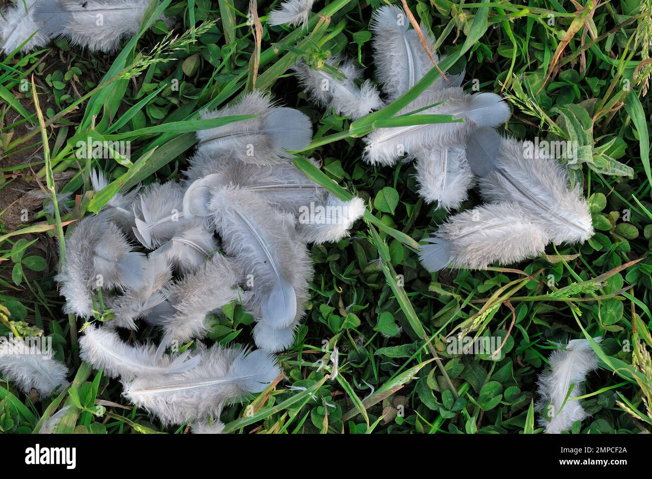 Woodpigeon (Columba palumbus) feathers of bird, possibly predated by a ...