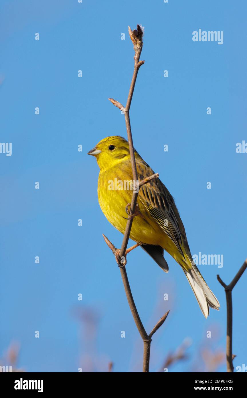 Yellowhammers hedge hi-res stock photography and images - Alamy