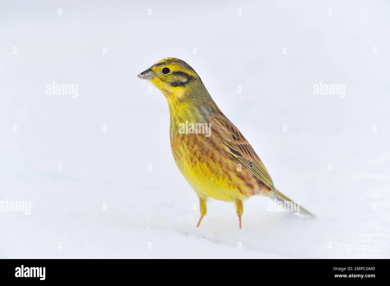 Yellowhammer (Emberiza citrinella) in snow beneath garden bird feeder ...