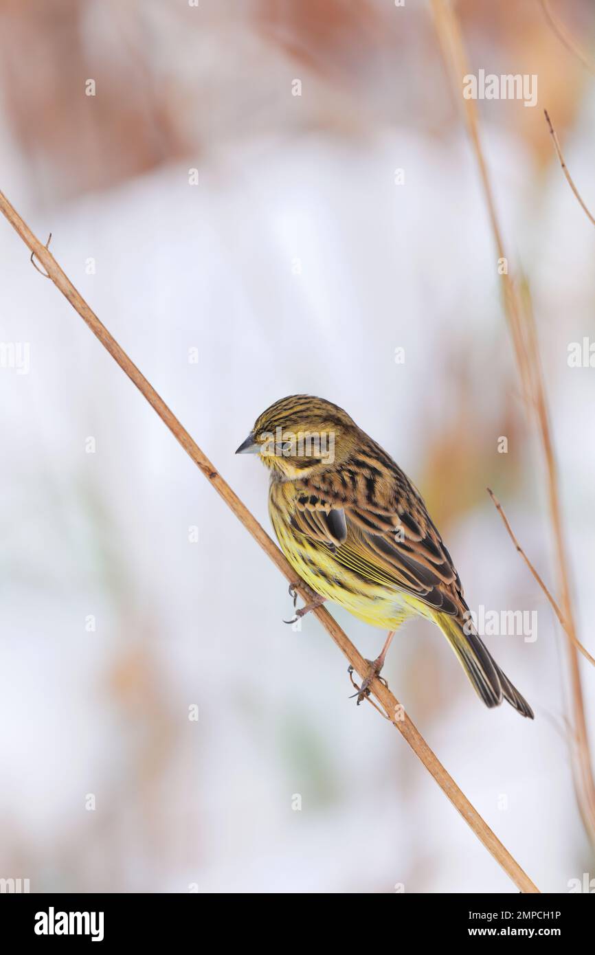 Yellowhammer female hi-res stock photography and images - Alamy