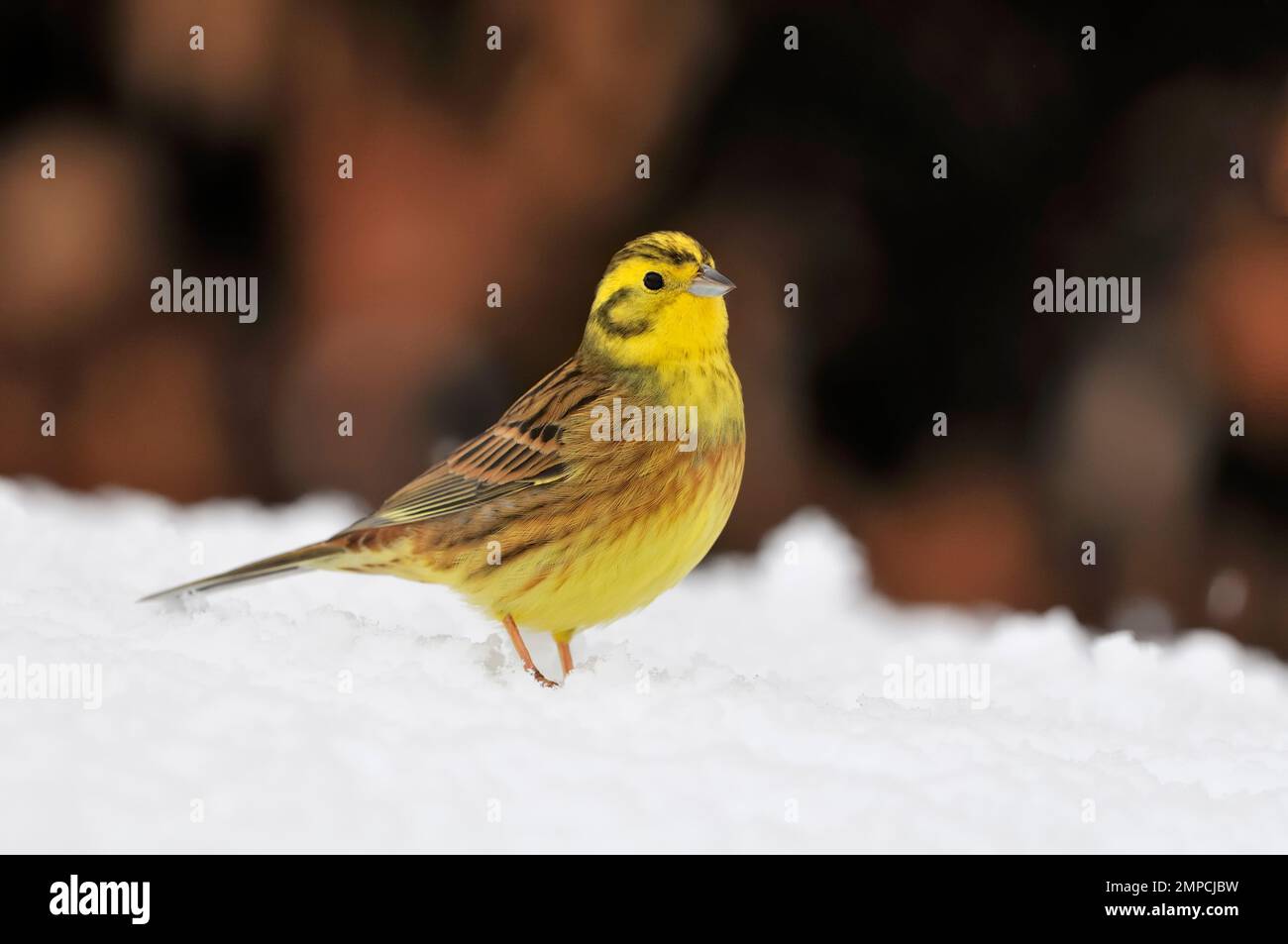 Yellowhammer (Emberiza citrinella) male bird in snow, photographed from ...