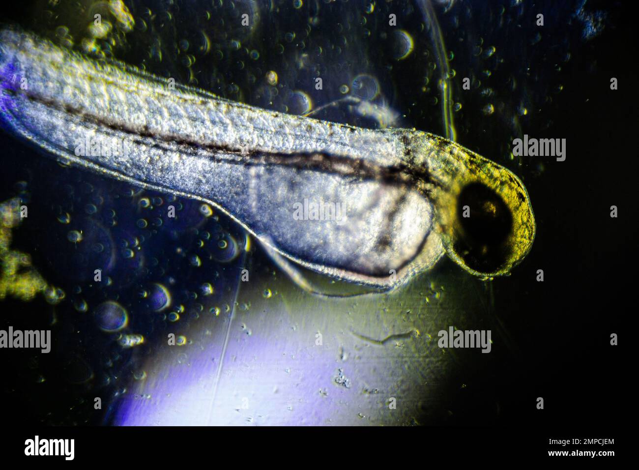 newly hatched freshwater fish under a light microscope Stock Photo - Alamy