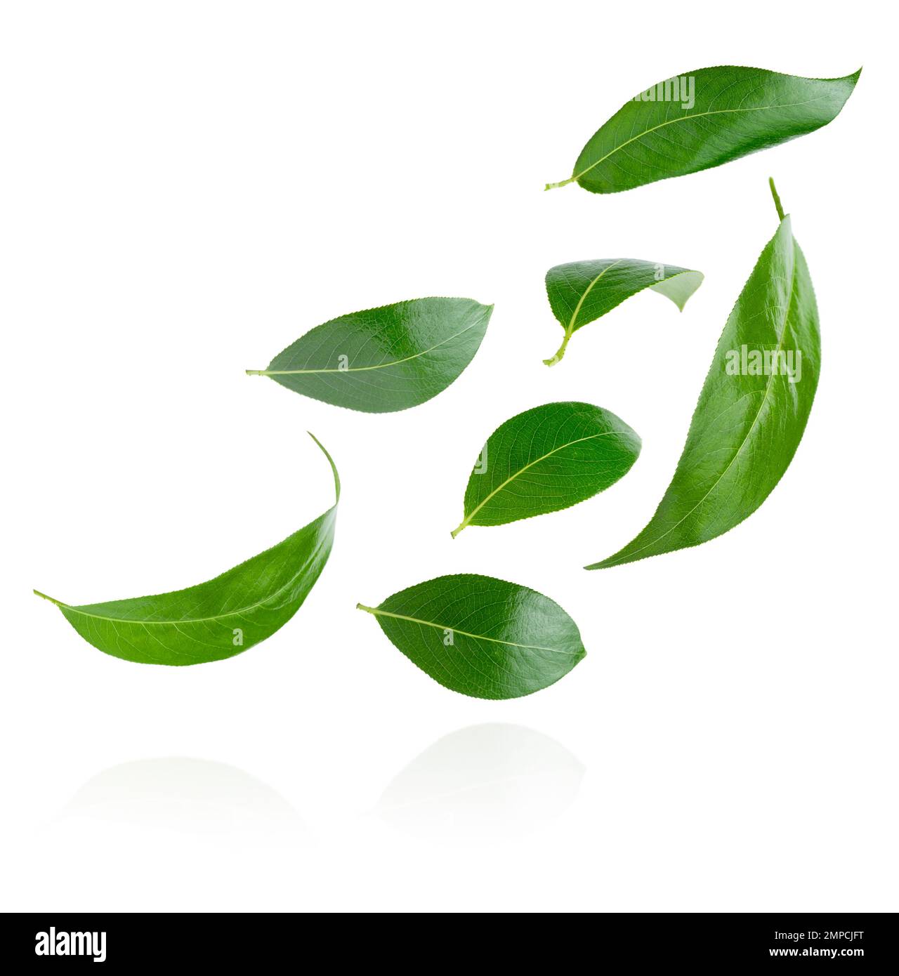 Flying green leaves isolated on white background with clipping path ...