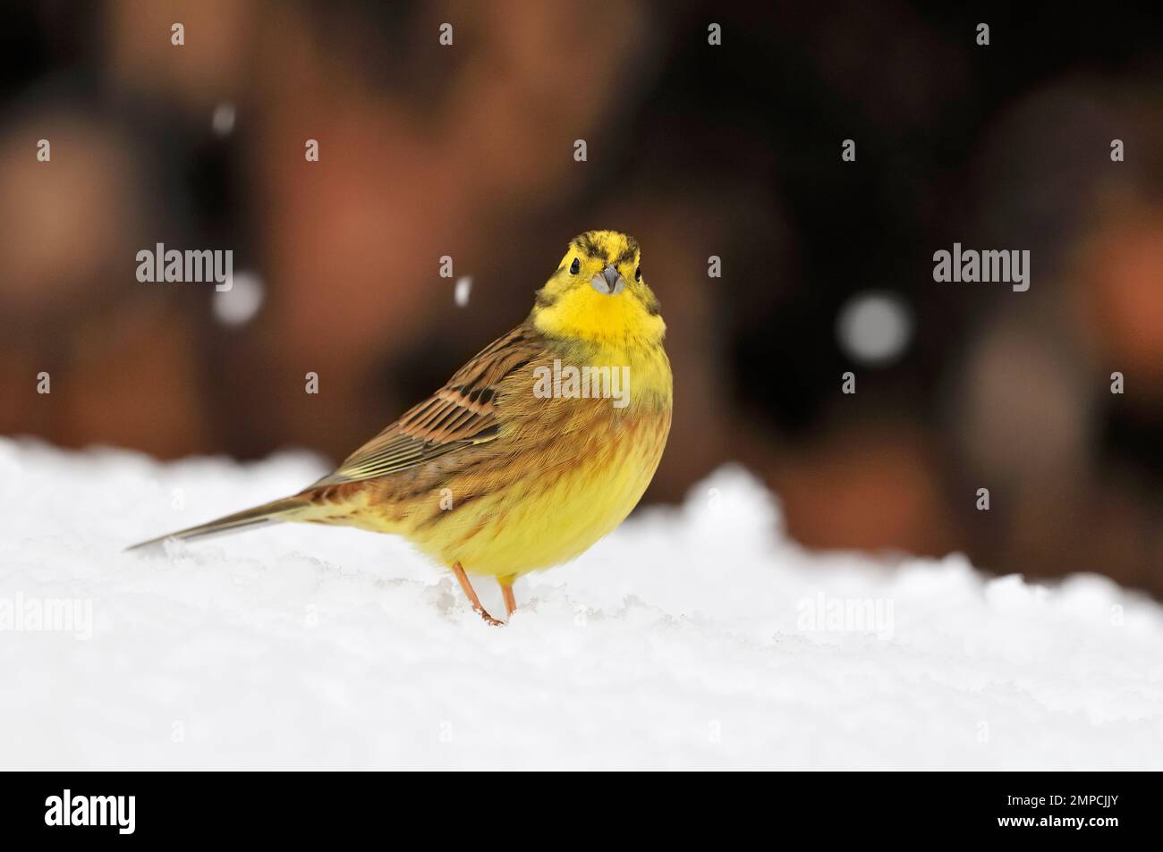 Yellowhammer (Emberiza citrinella) male bird in snow, photographed from ...