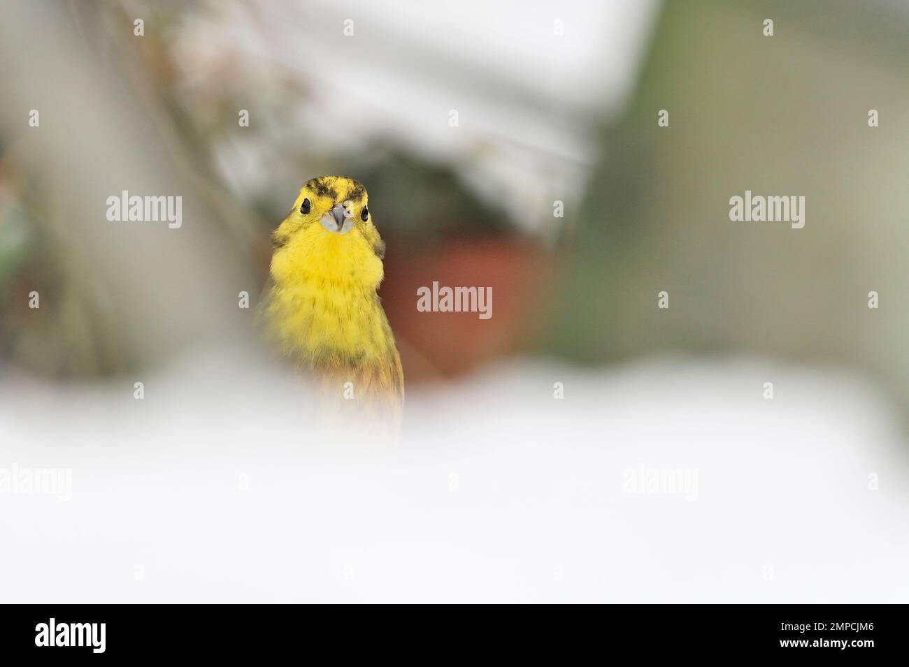 Yellowhammer (Emberiza citrinella) male bird in snow, photographed from ...
