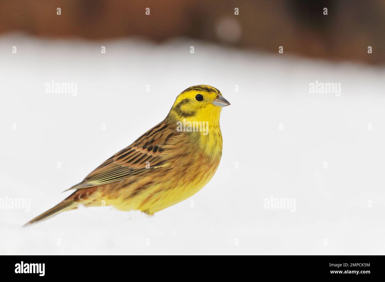 Yellowhammer (Emberiza citrinella) male bird in snow, photographed from ...