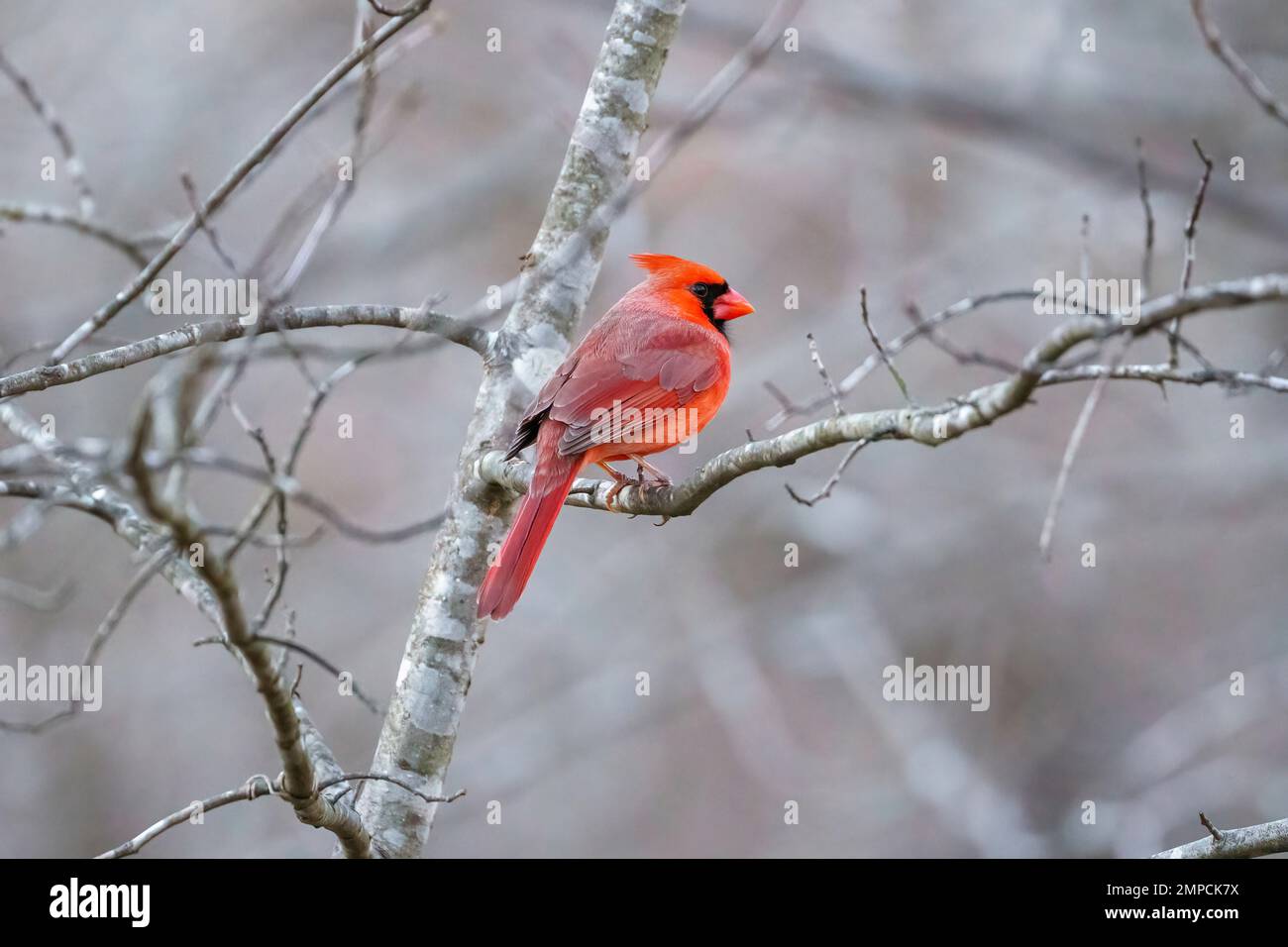 Bright red cardinal hi-res stock photography and images - Alamy