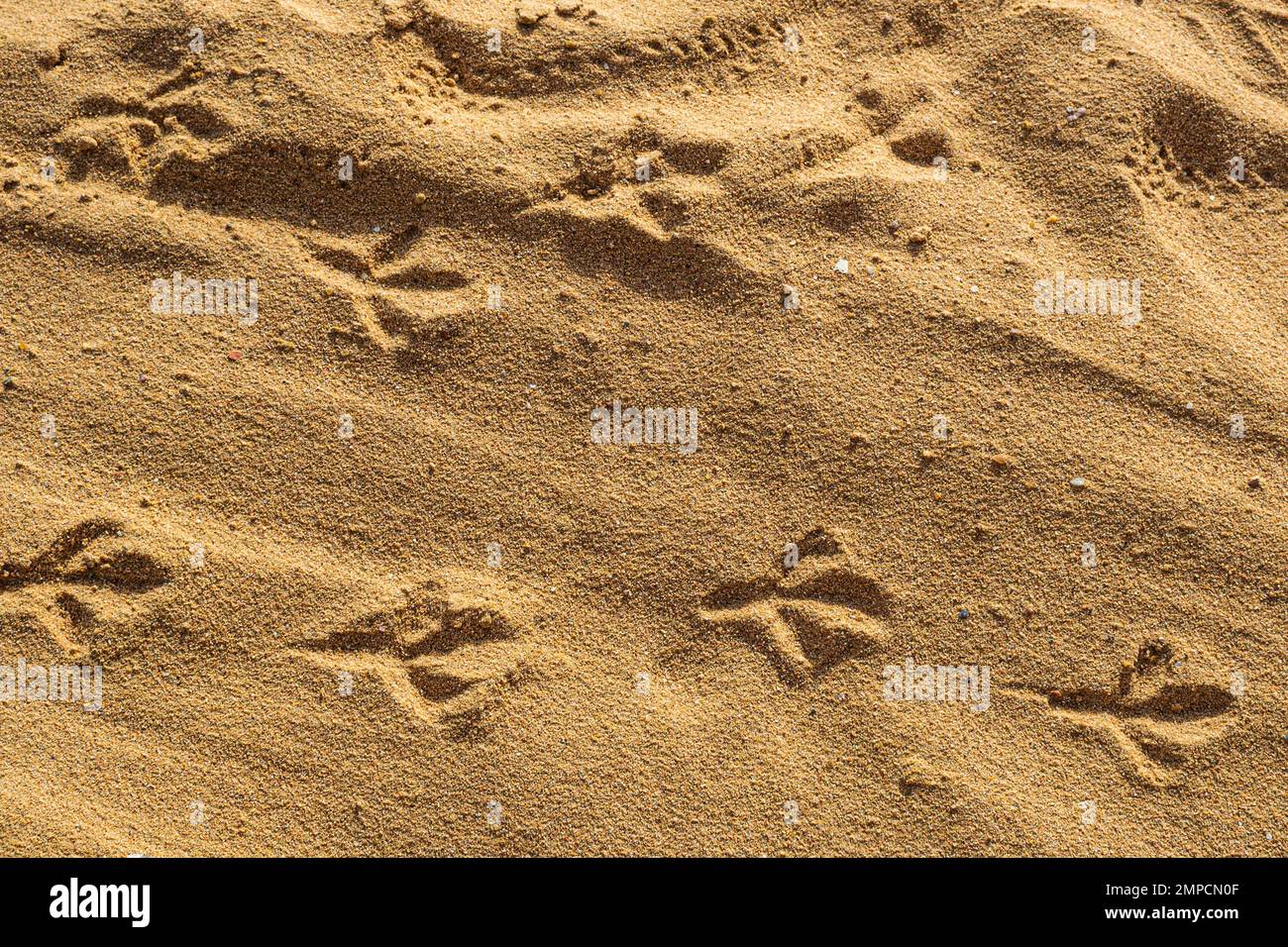 Birds footprints on sand beach in sunny day Stock Photo - Alamy