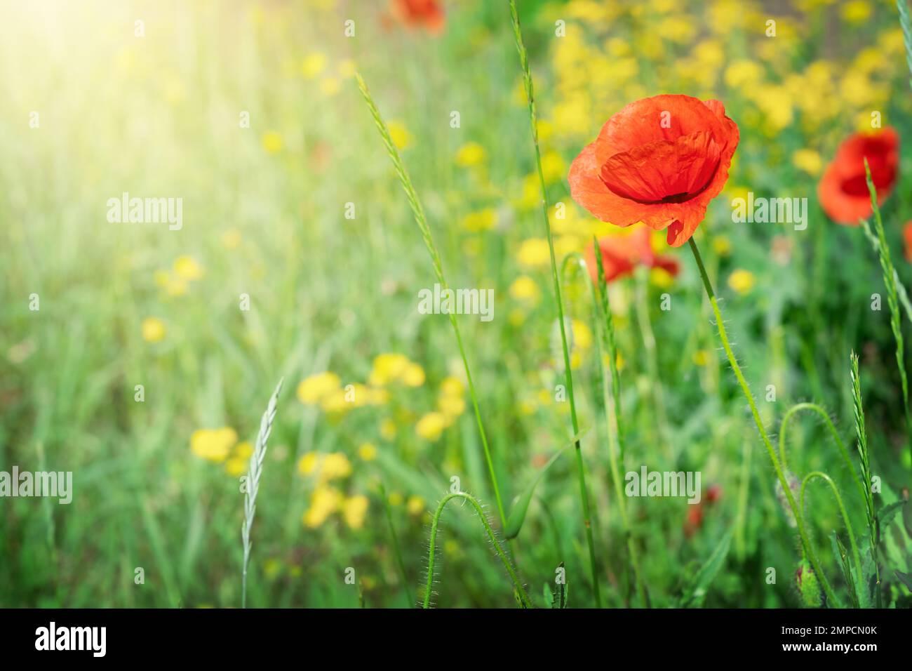 Wild poppy flowers on natural green background with sunlight rays. Copy ...