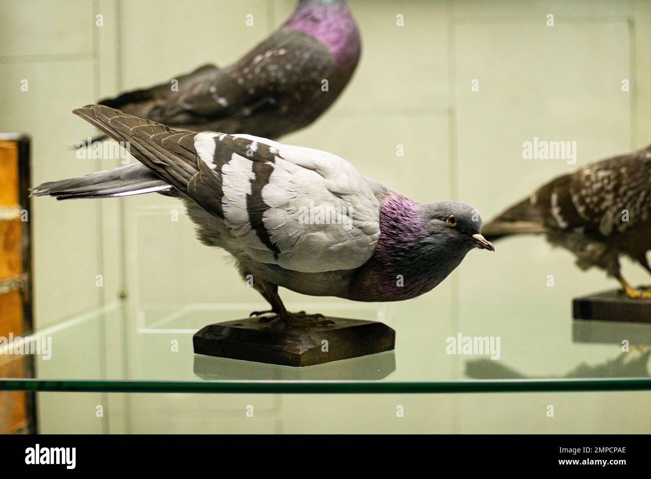 Rock pigeon museum hi-res stock photography and images - Alamy