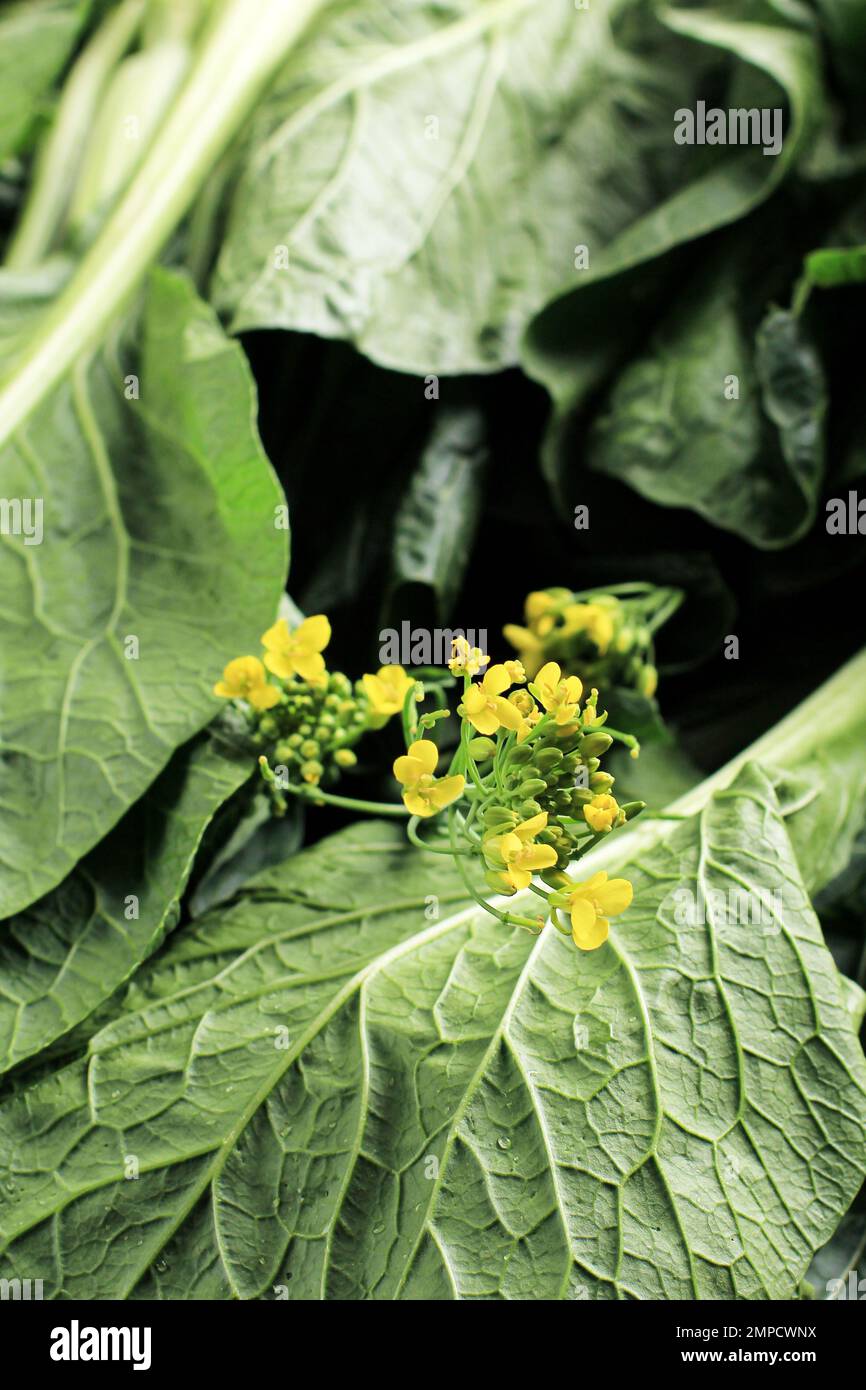 Mustard flower bunch hi-res stock photography and images - Alamy