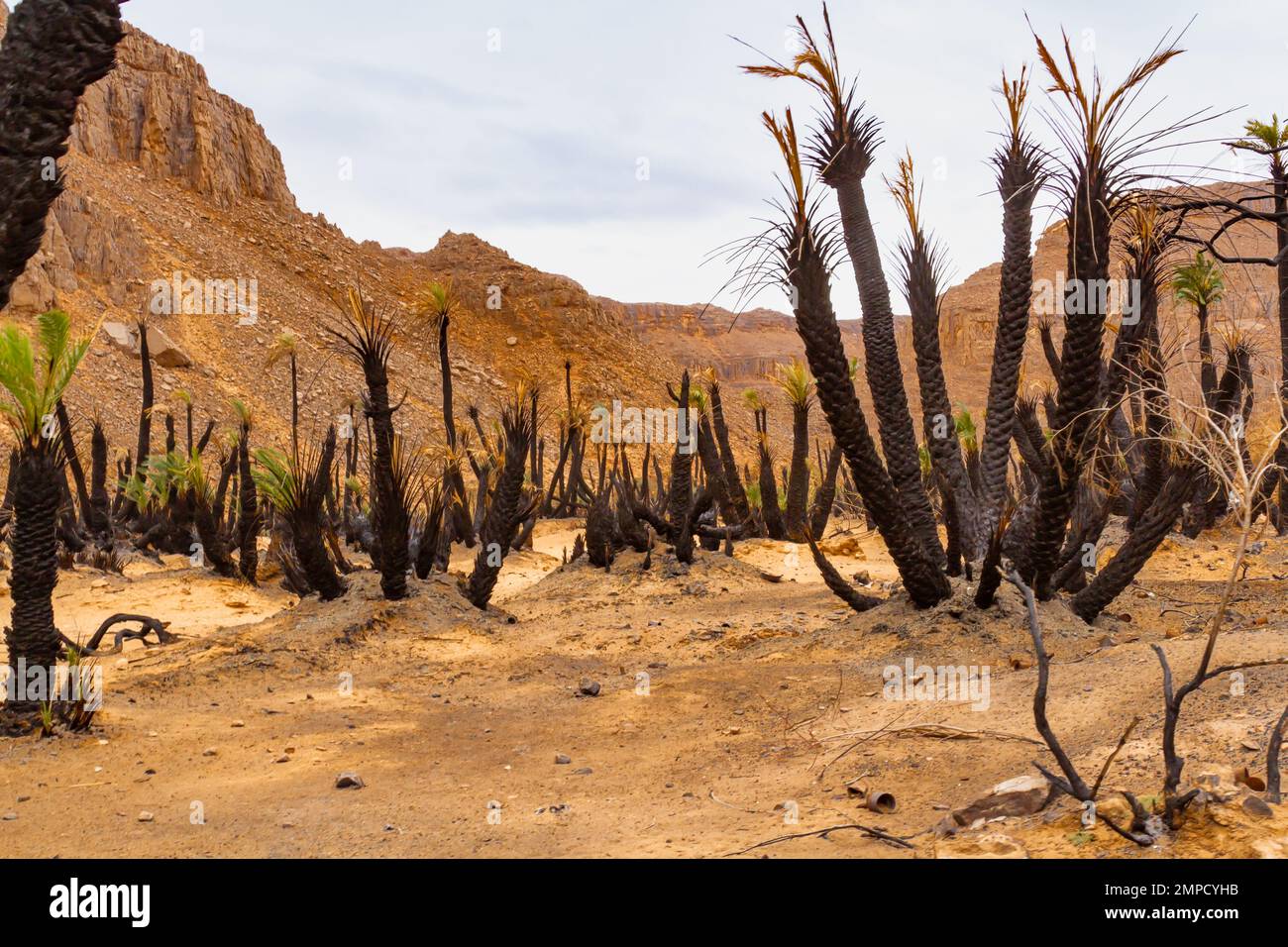 Regrowing of palm grove aftrer fire. Aharhar Canyon. Tadrart mountains ...