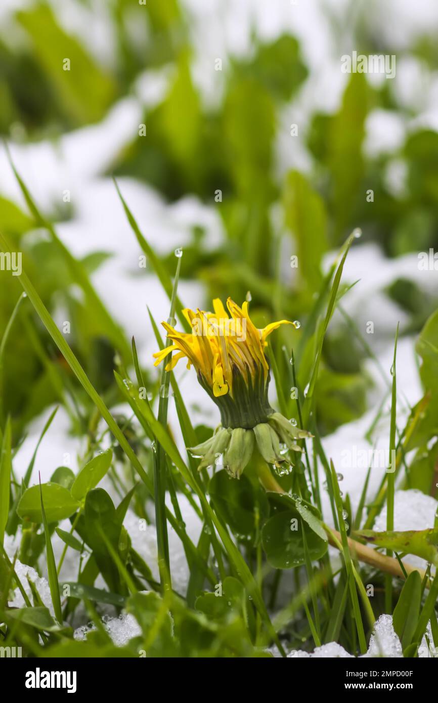 Dandelion flower in snow. Nature details after the unexpected snowfall ...